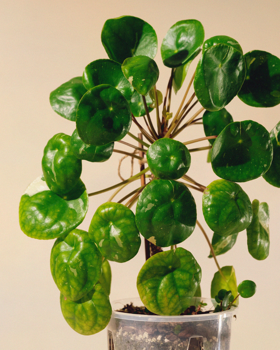 Monstera Thai Constellation Print – AUREUM BOTANICALS