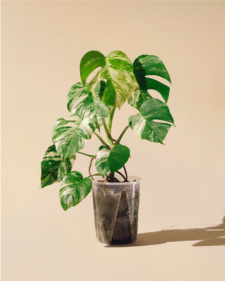 Monstera Thai Constellation Print – AUREUM BOTANICALS