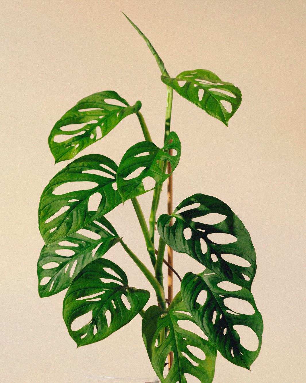 Monstera Thai Constellation Print – AUREUM BOTANICALS